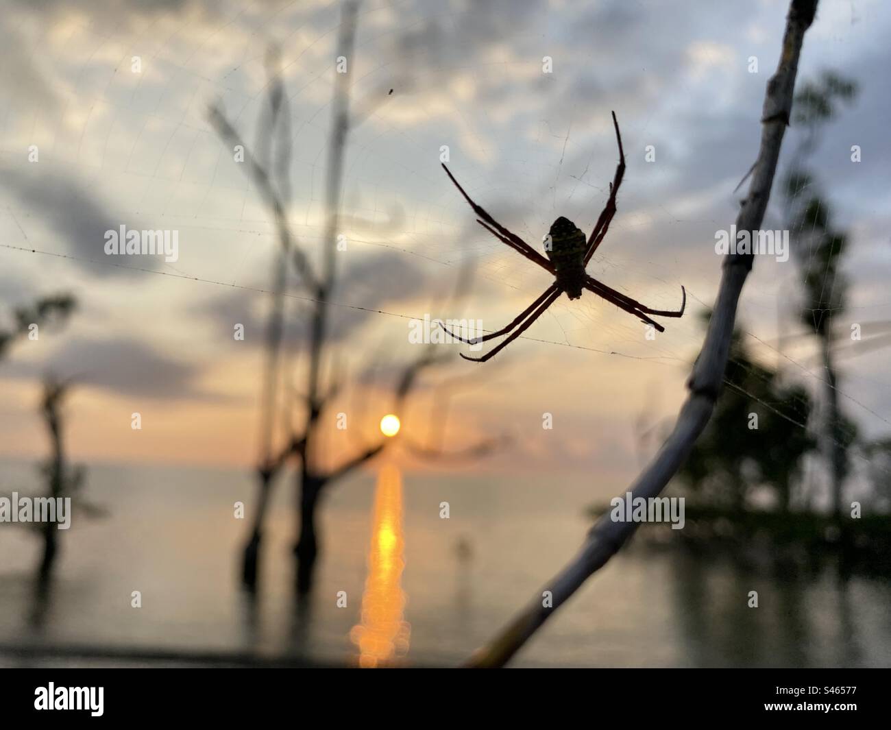 Spider mangrove hi-res stock photography and images - Alamy