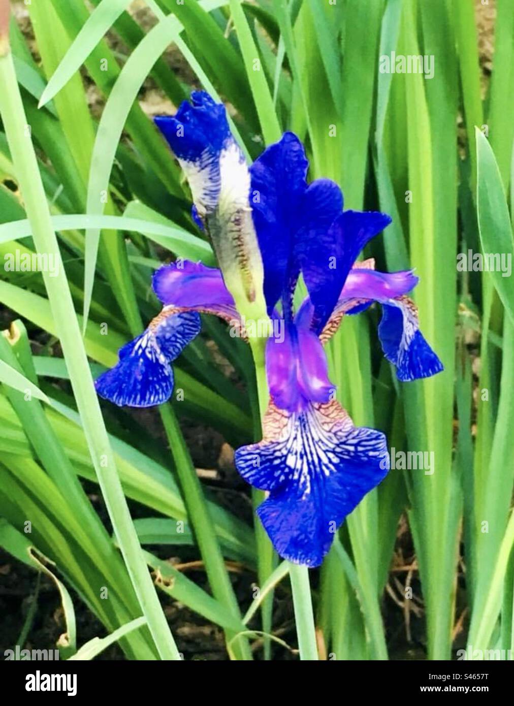 Purple popping through hi-res stock photography and images - Alamy