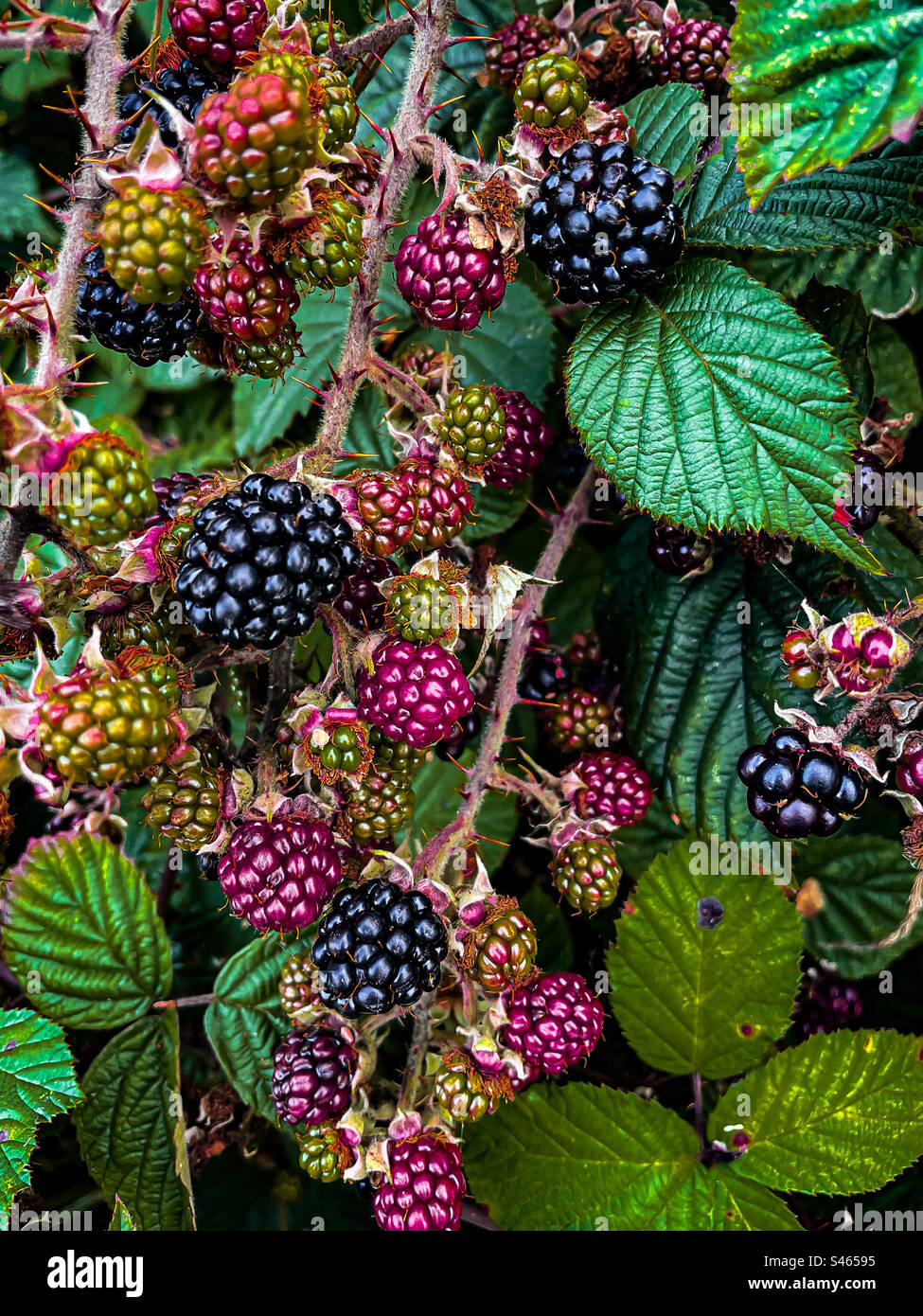August thorns hi-res stock photography and images - Alamy