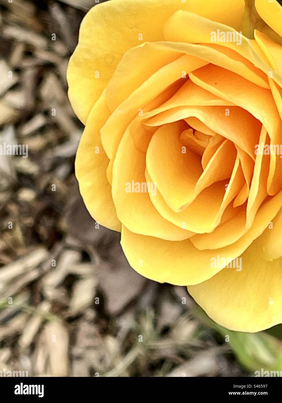 Natural perfection hi-res stock photography and images - Alamy