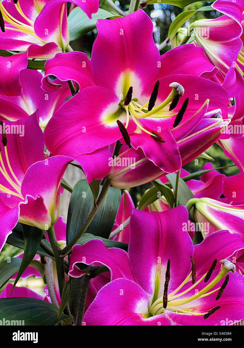 Hot pink hi-res stock photography and images - Alamy