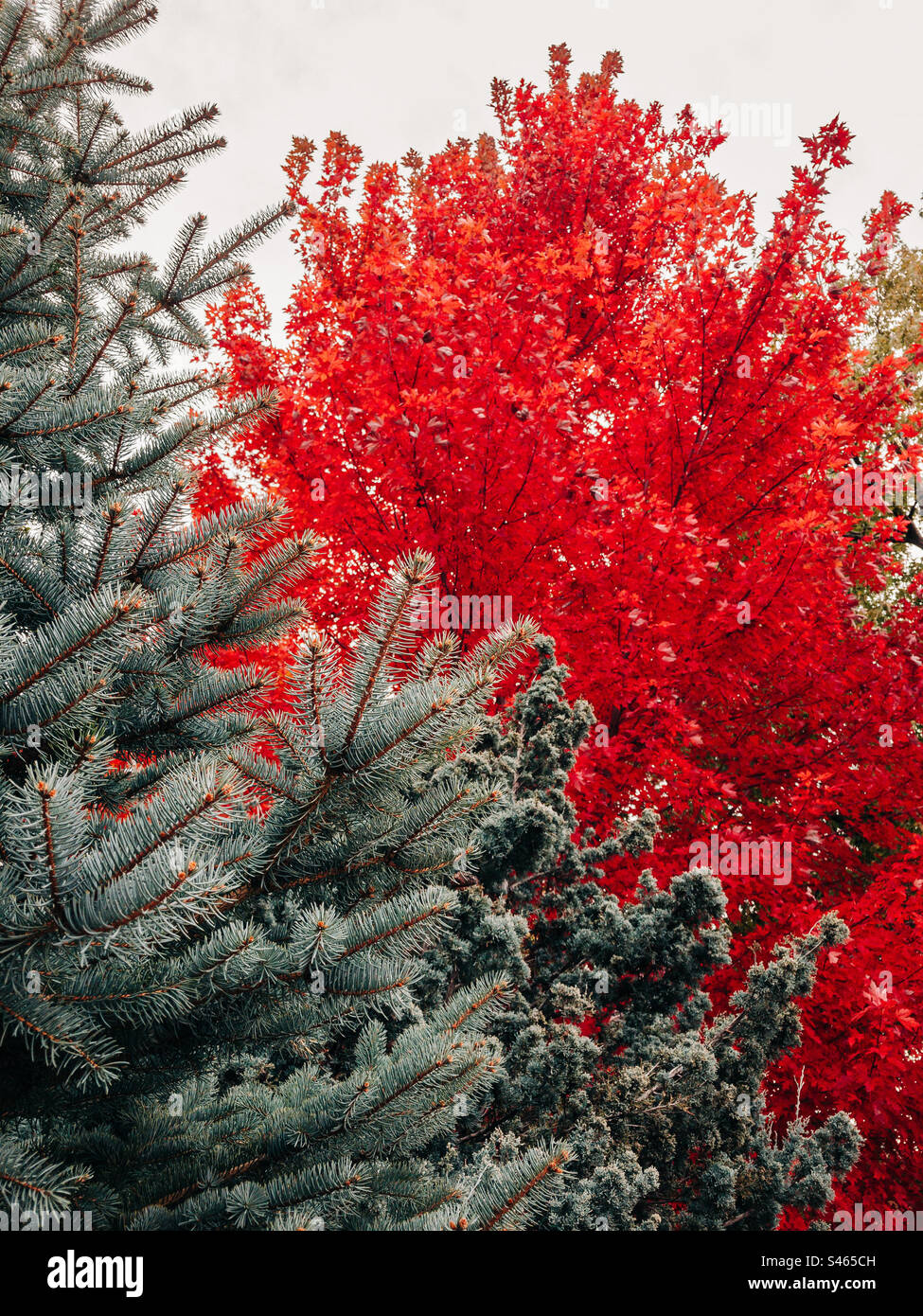 Colorado Blue Spruce and colorful autumn foliage in a natural forest ...