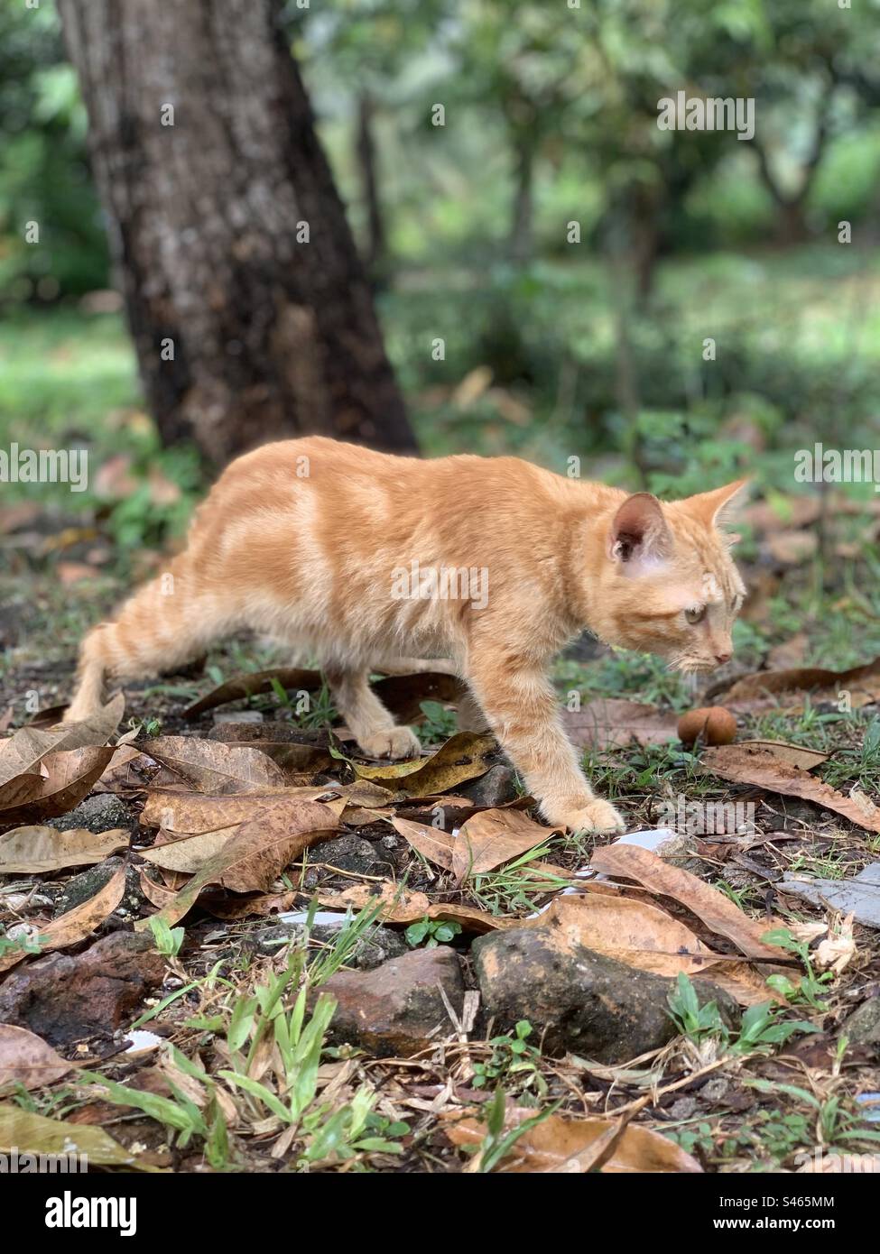 Classic tabby hi-res stock photography and images - Alamy