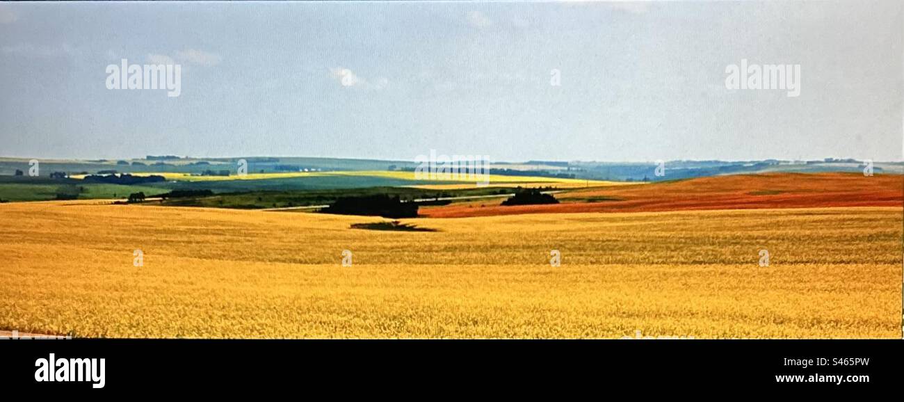 Canola field, in flower, Alberta, Canada, agriculture, farming, crop ...