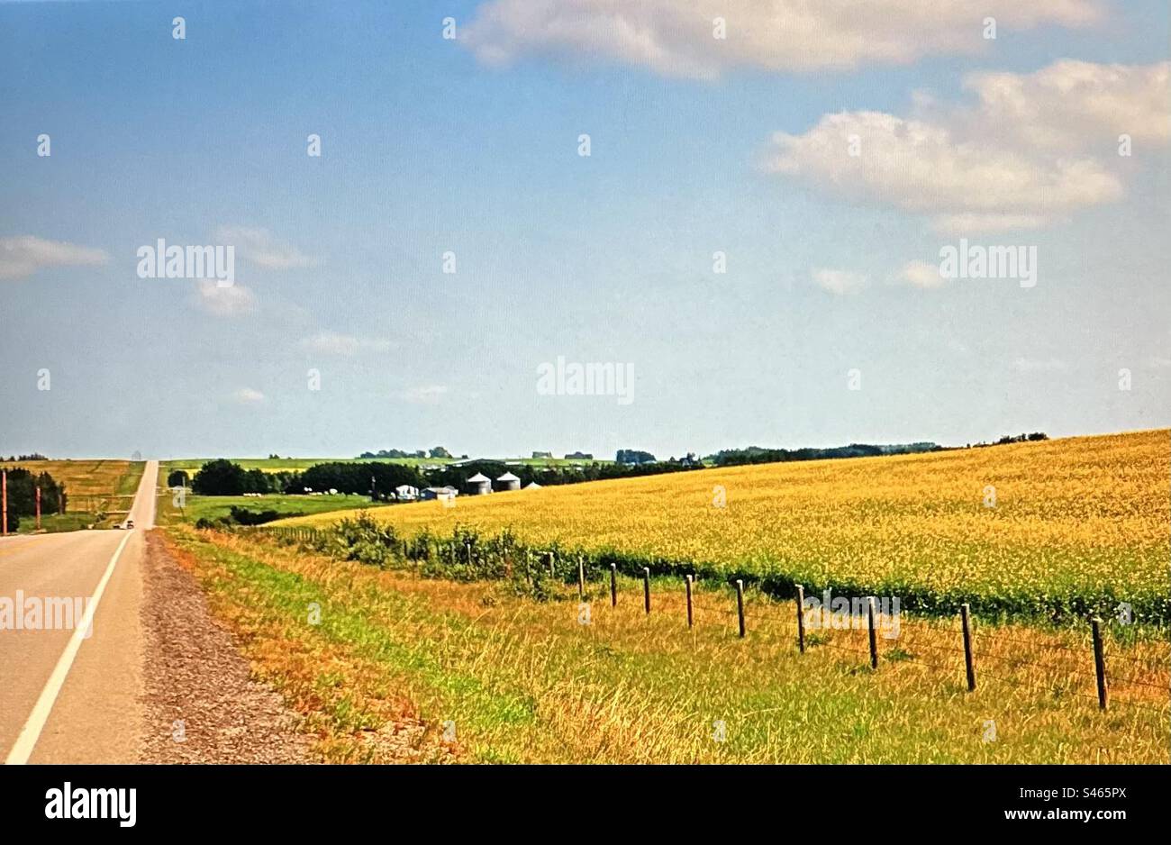 Canola field, in flower, Alberta, Canada, agriculture, farming, crop ...
