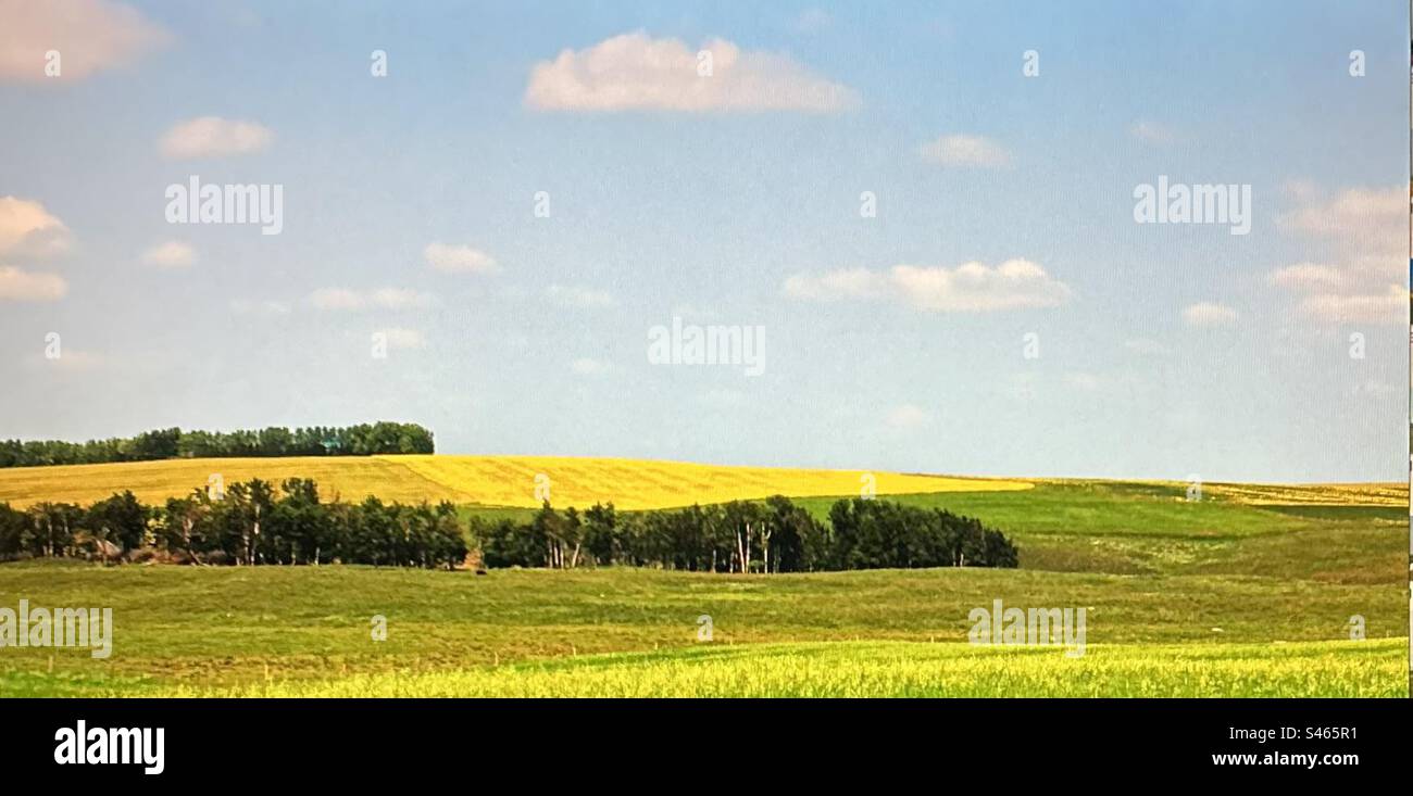 Canola field, in flower, Alberta, Canada, agriculture, farming, crop ...