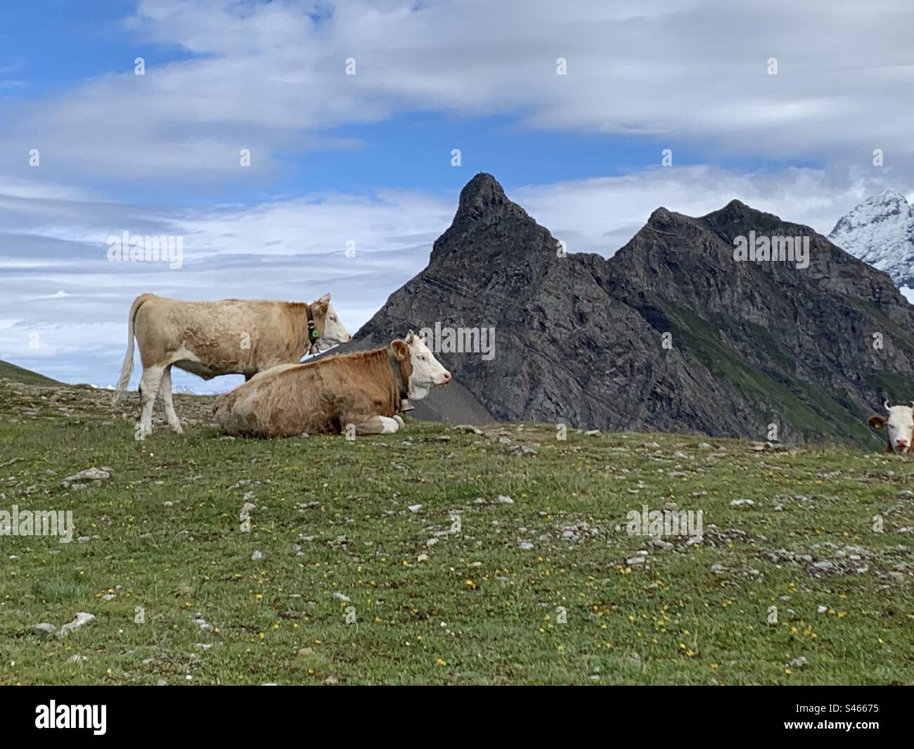 Cows on a mountain in Swiss alps Stock Photo - Alamy
