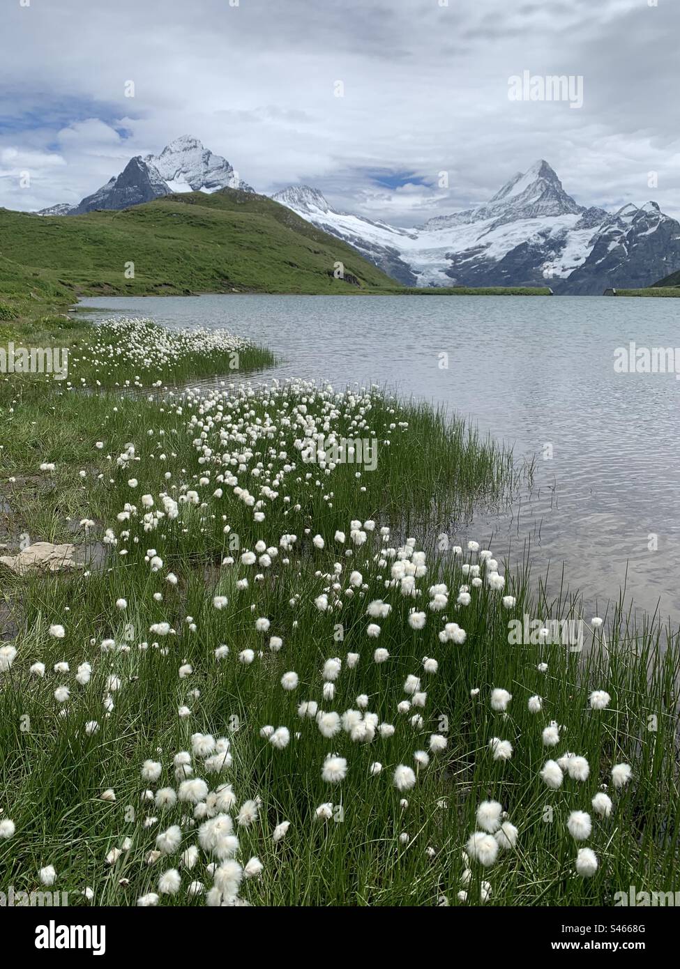 White edelweiss cotton flowers at lake bachsee Stock Photo - Alamy
