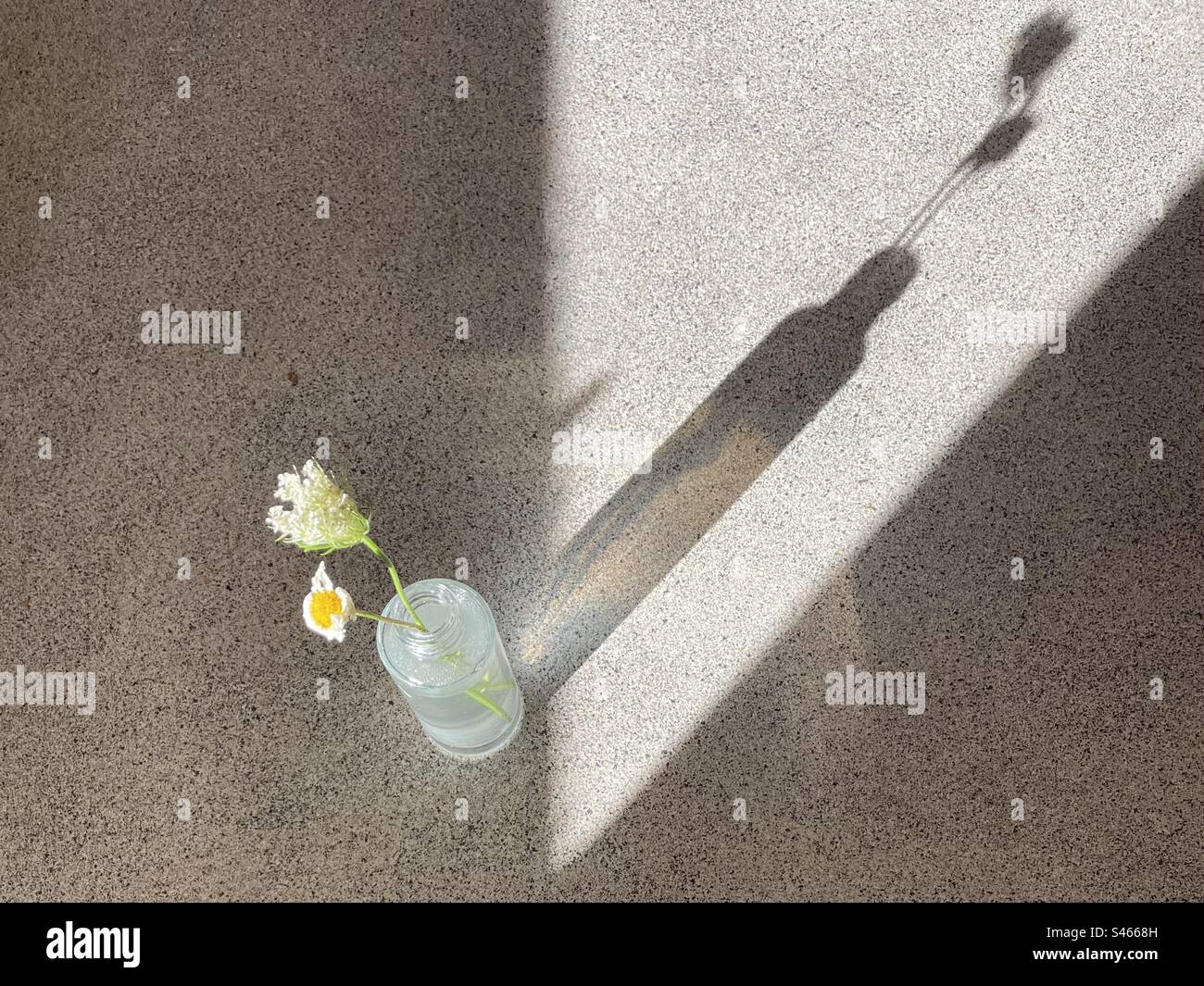 Shadow flowers hi-res stock photography and images - Alamy