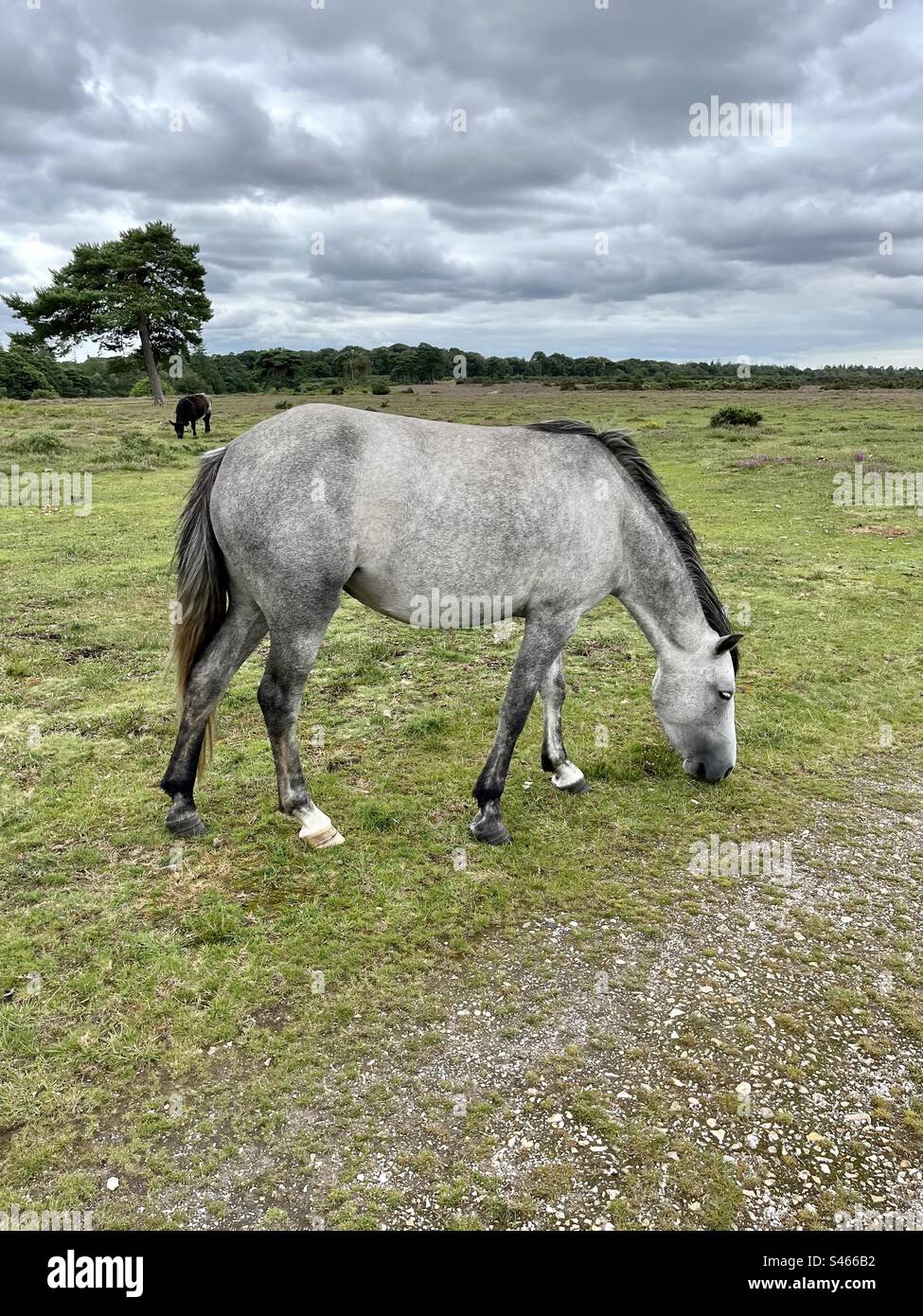 Grey pony hi-res stock photography and images - Alamy