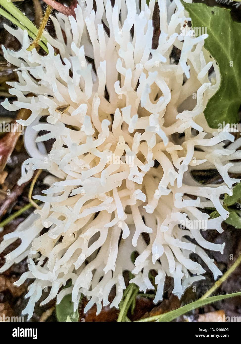 Finger fungi hi-res stock photography and images - Alamy