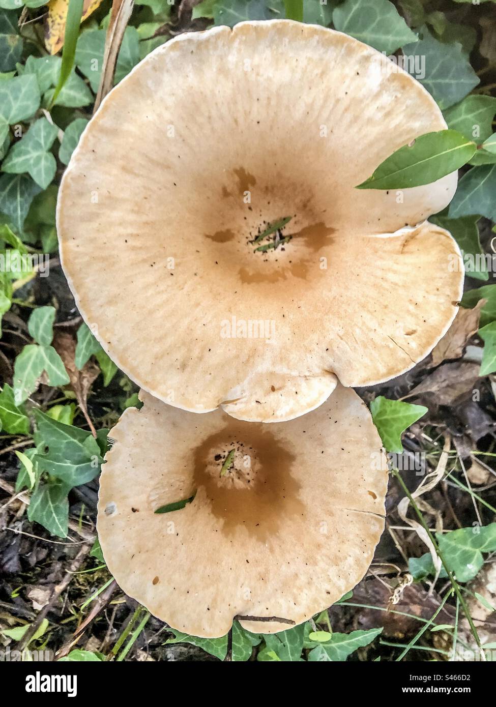 Pale spore hi-res stock photography and images - Alamy