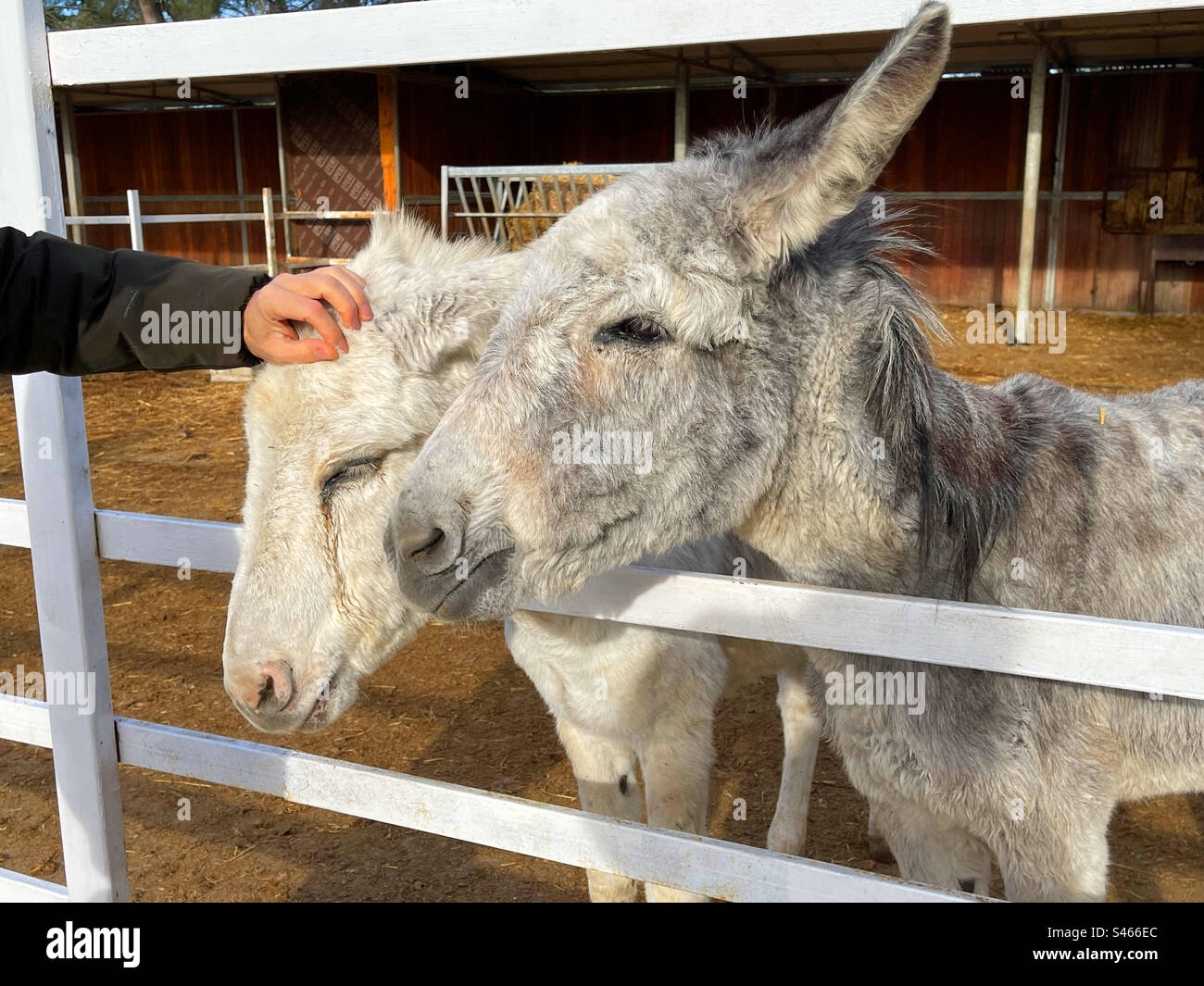Adorable donkeys hi-res stock photography and images - Alamy