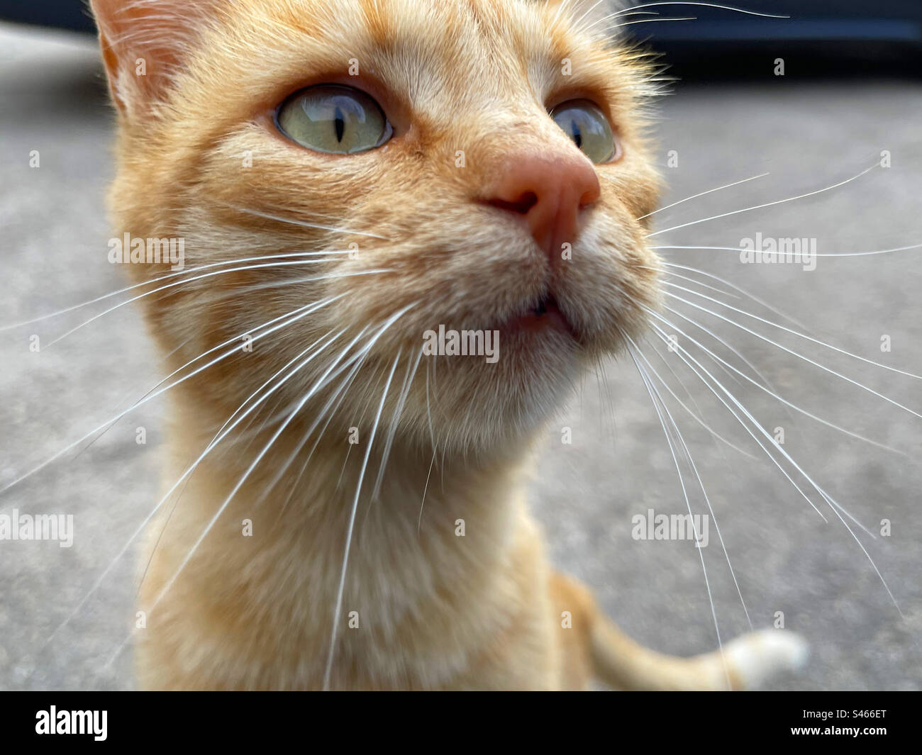 Orange tabby cat. Close view Stock Photo - Alamy