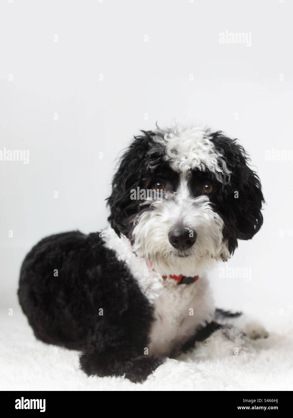 Bernedoodle hi-res stock photography and images - Alamy