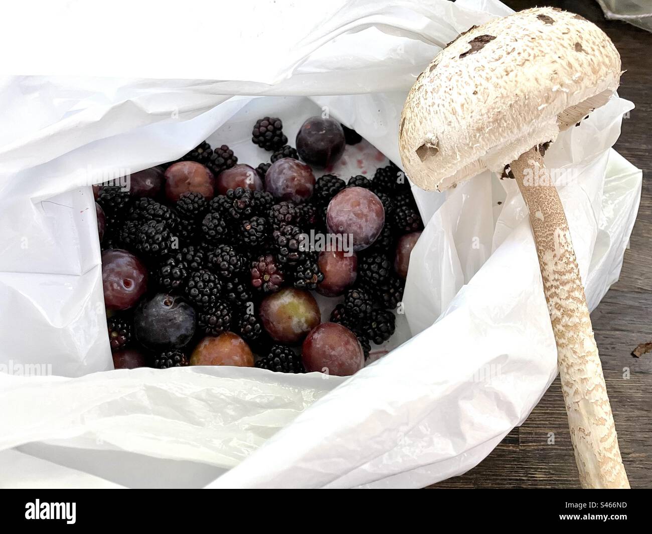 Foraged fungi hi-res stock photography and images - Alamy