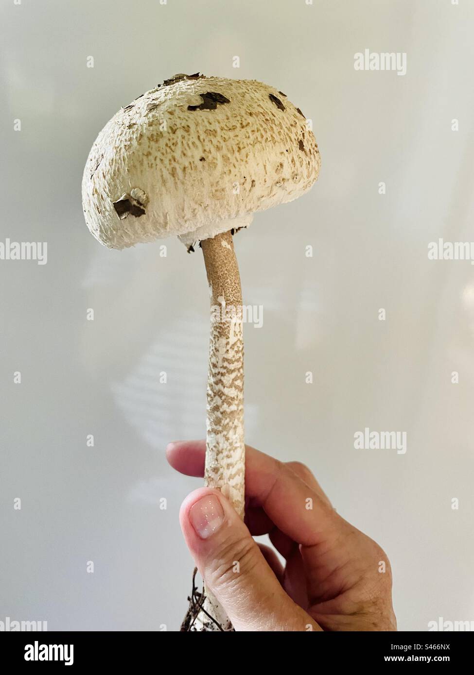 Foraged fungus hi-res stock photography and images - Alamy
