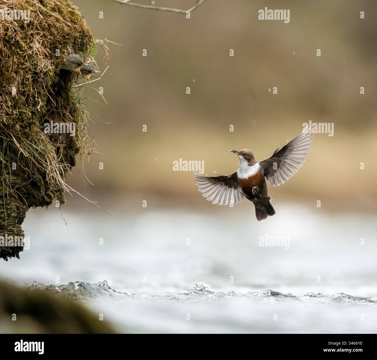Dipper at nest hi-res stock photography and images - Alamy