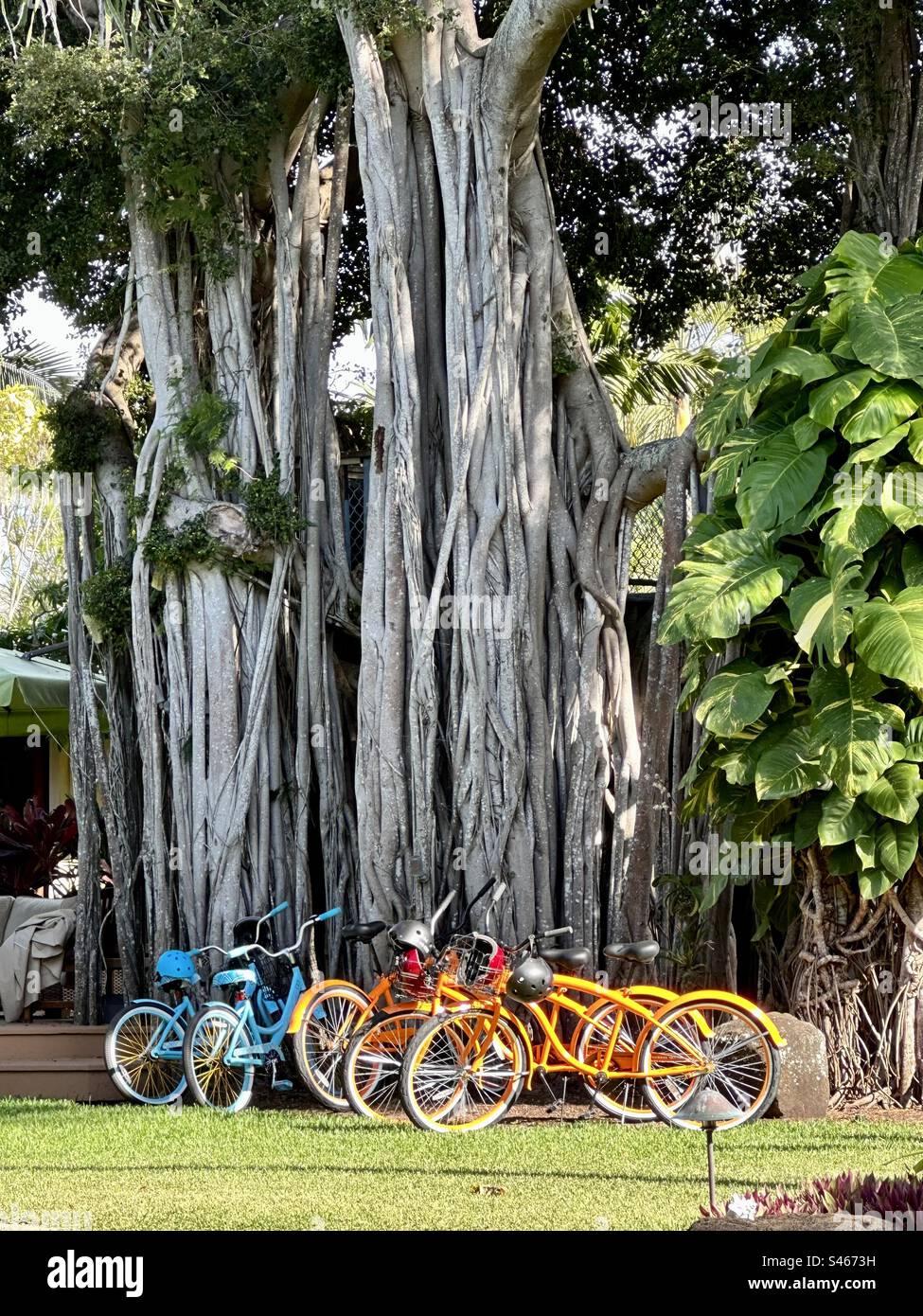 Bikes under a banyan tree Stock Photo - Alamy