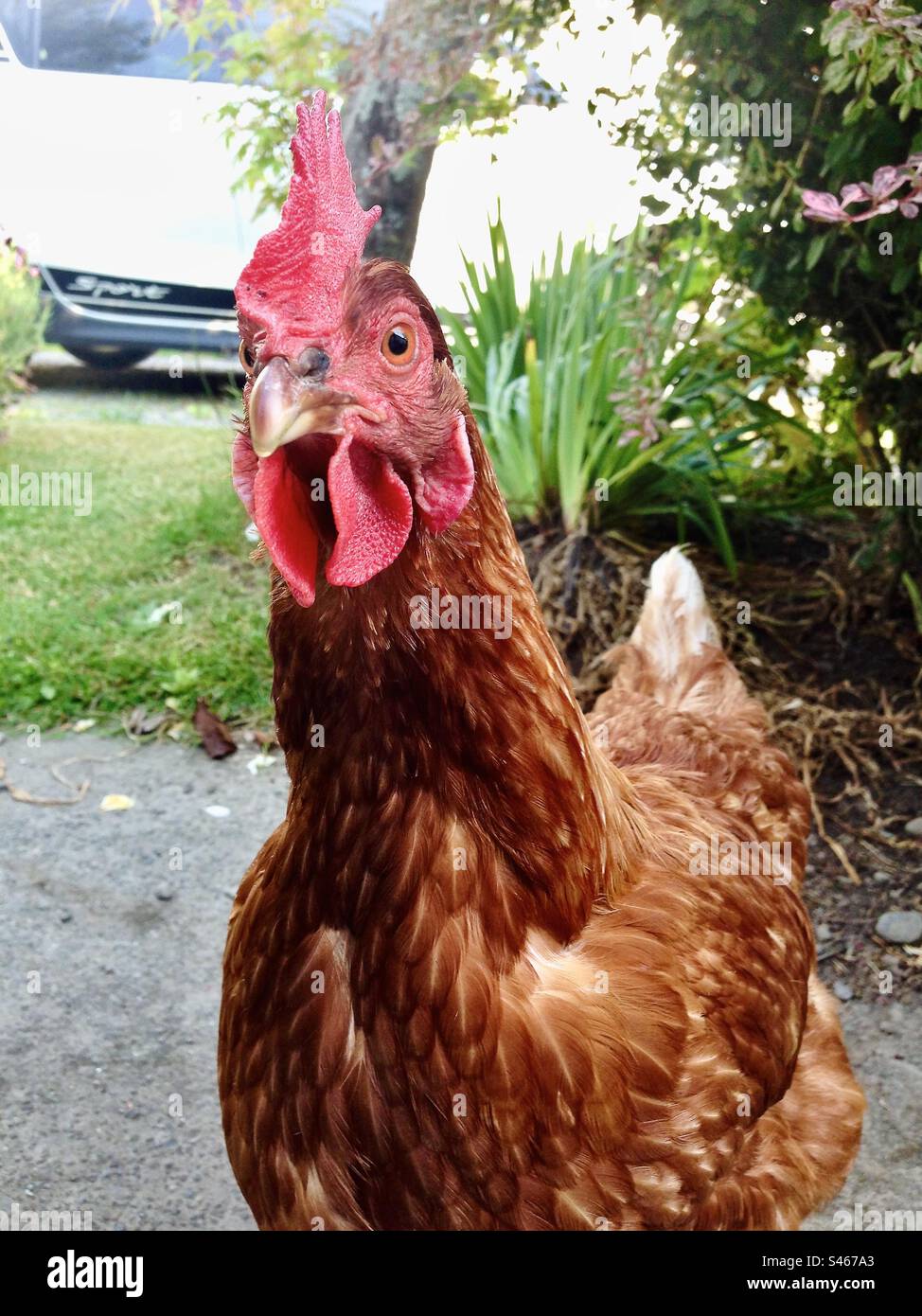 Funny rooster hi-res stock photography and images - Alamy