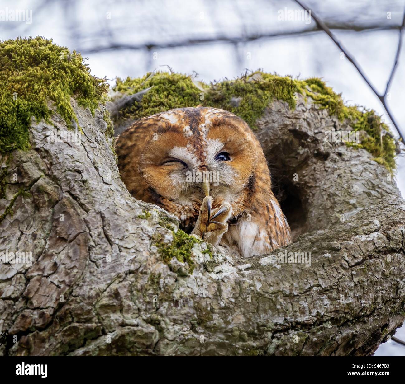 Winking owl hi-res stock photography and images - Alamy