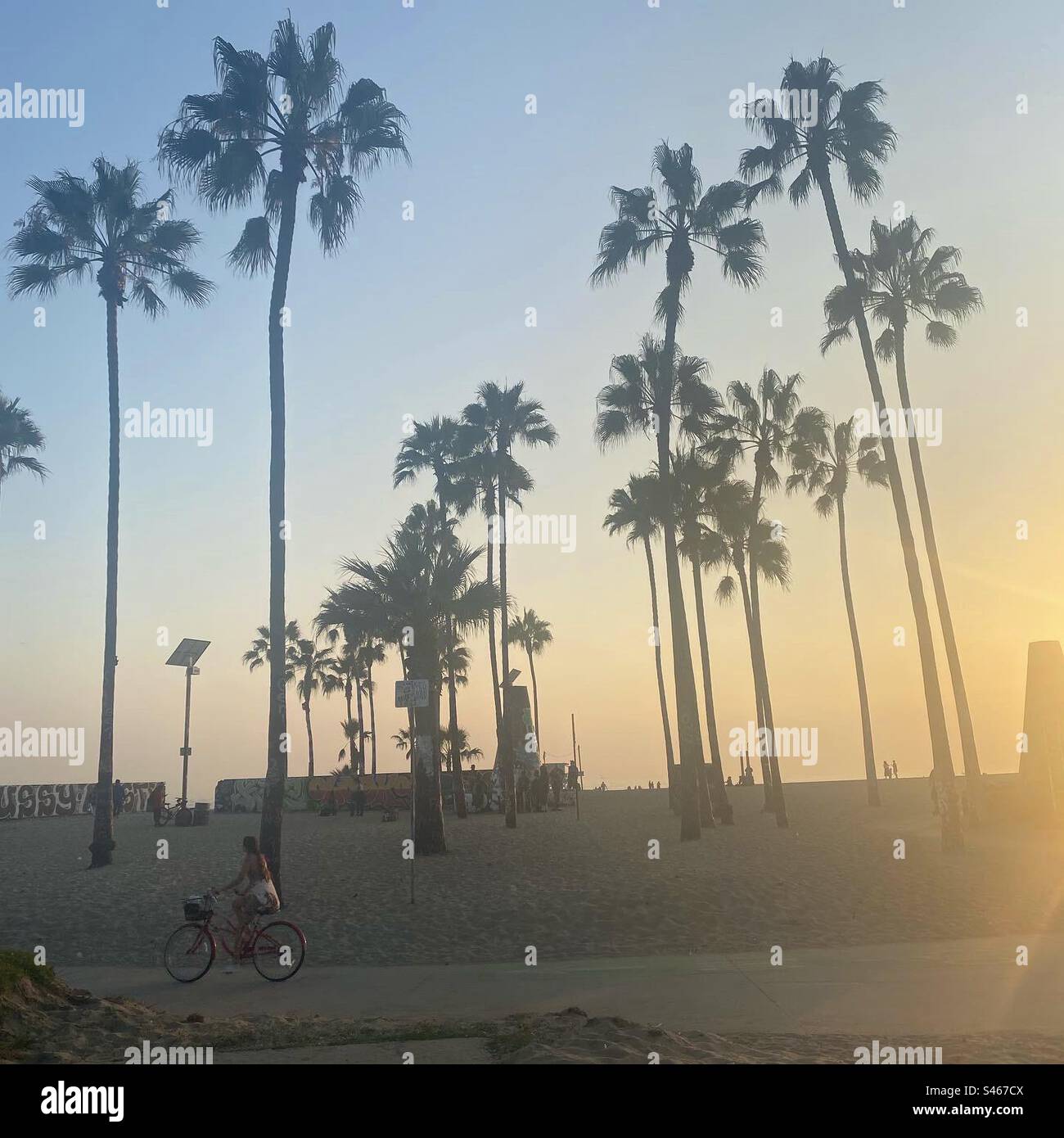 Palm trees and cycle path at Venice Beach, California Stock Photo - Alamy