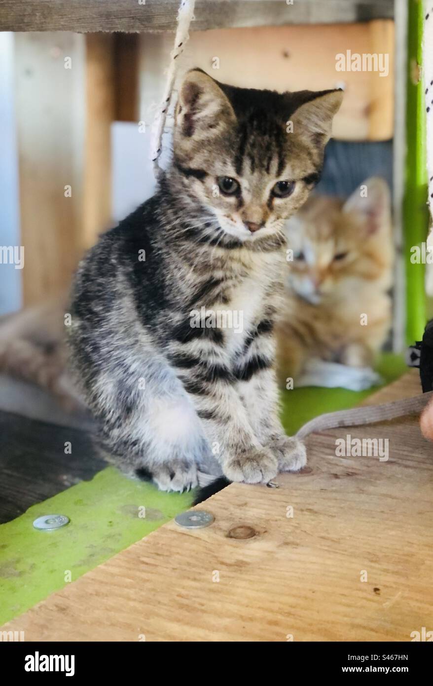 Little kitty hi-res stock photography and images - Alamy