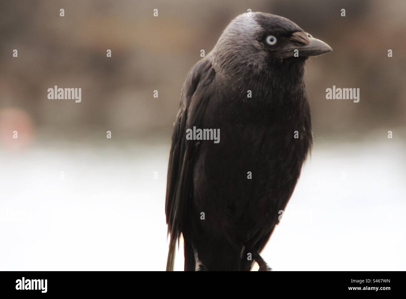 Crow eye hi-res stock photography and images - Alamy