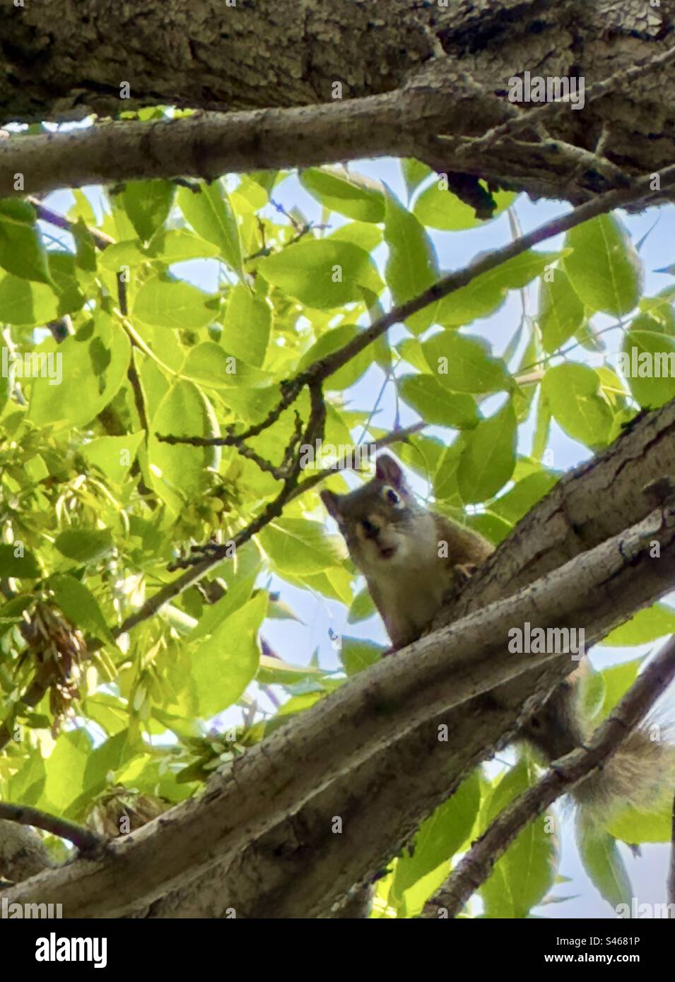 Squirrel looking down from tree hi-res stock photography and images - Alamy