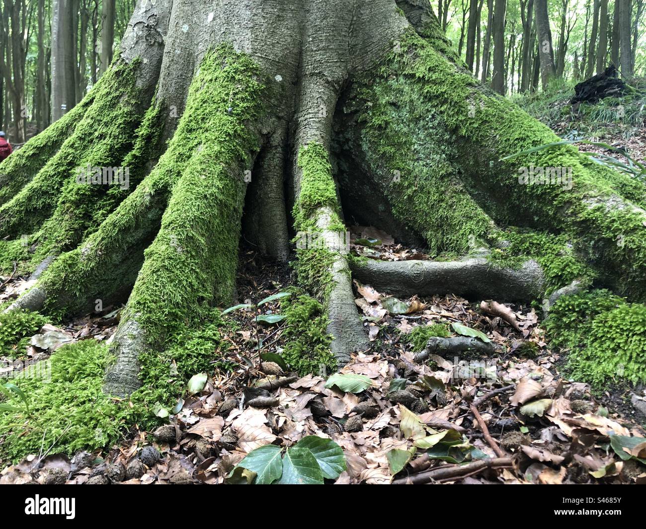 Baum wurzel hi-res stock photography and images - Alamy