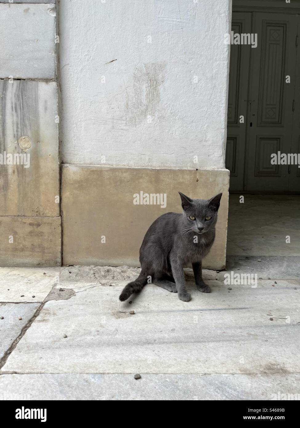 Small dark grey Turkish stray street cat sitting on a flagstone in ...