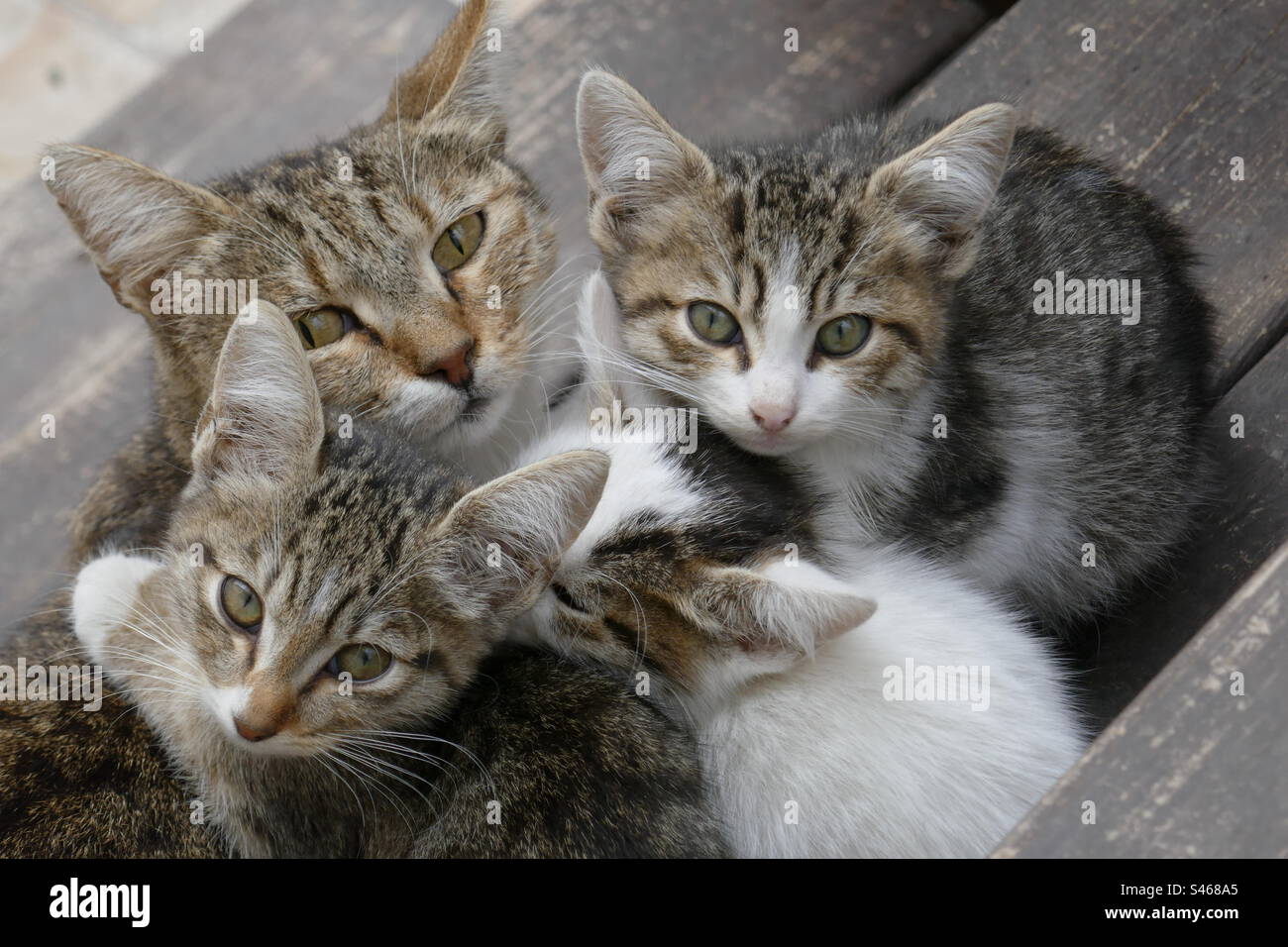 Animals family hi-res stock photography and images - Alamy