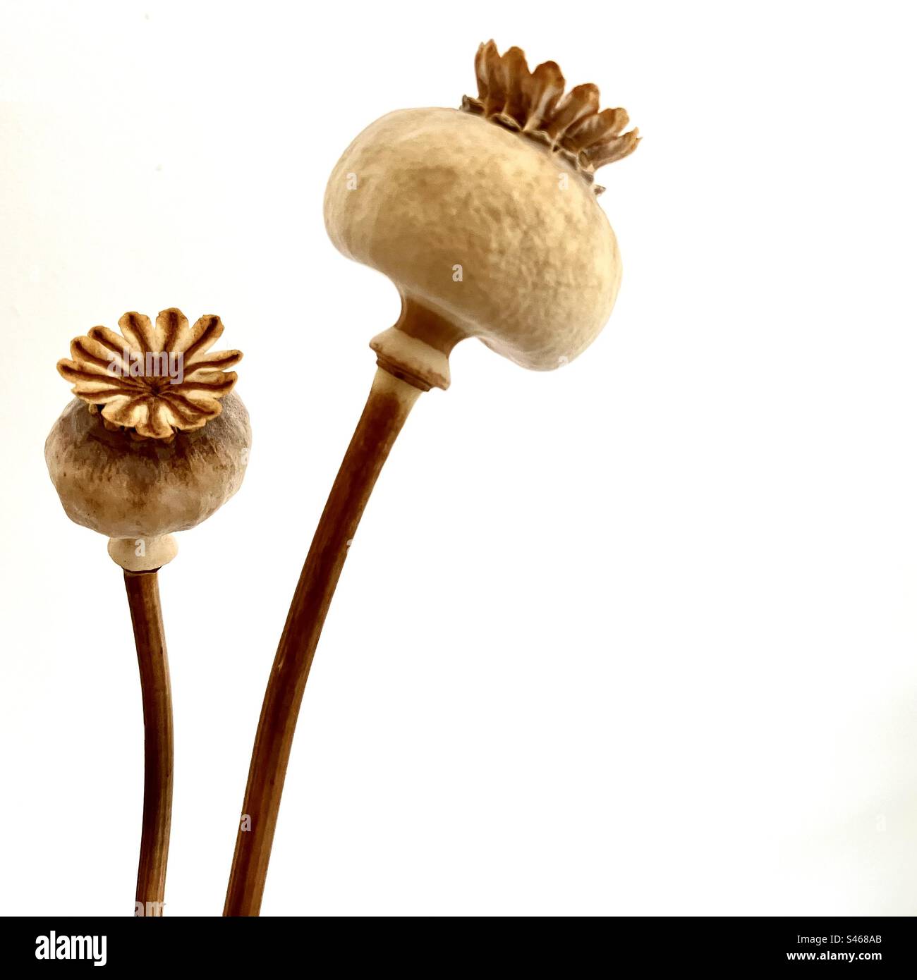 Poppy seed heads on white background 1 Stock Photo - Alamy