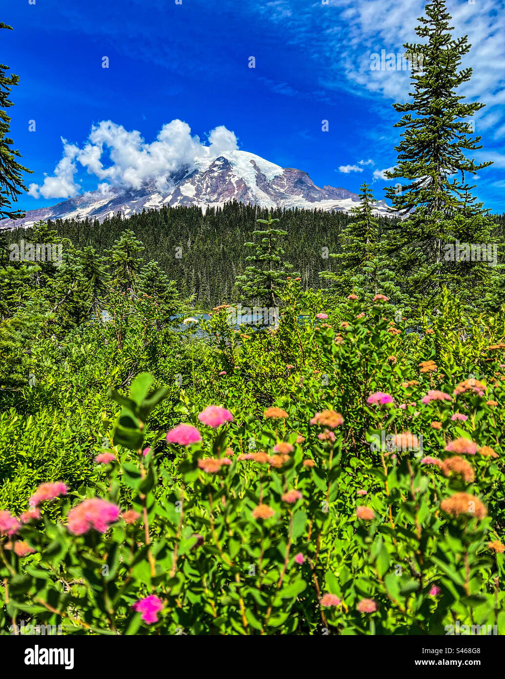 Mt Rainier and wildflowers Stock Photo - Alamy