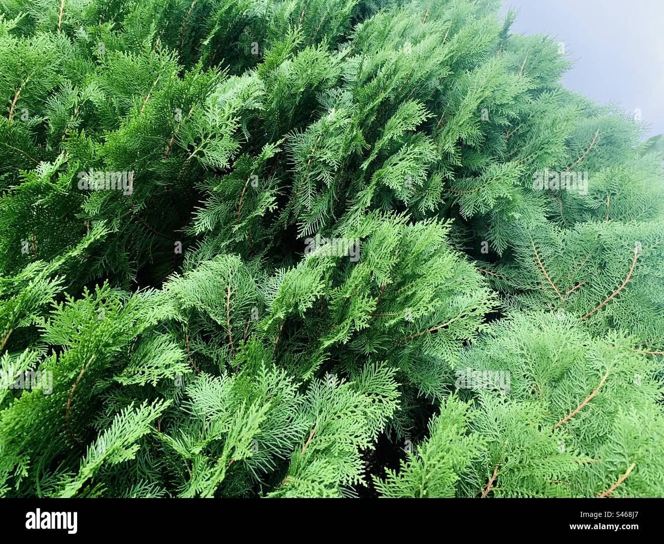 Waving tree hi-res stock photography and images - Alamy