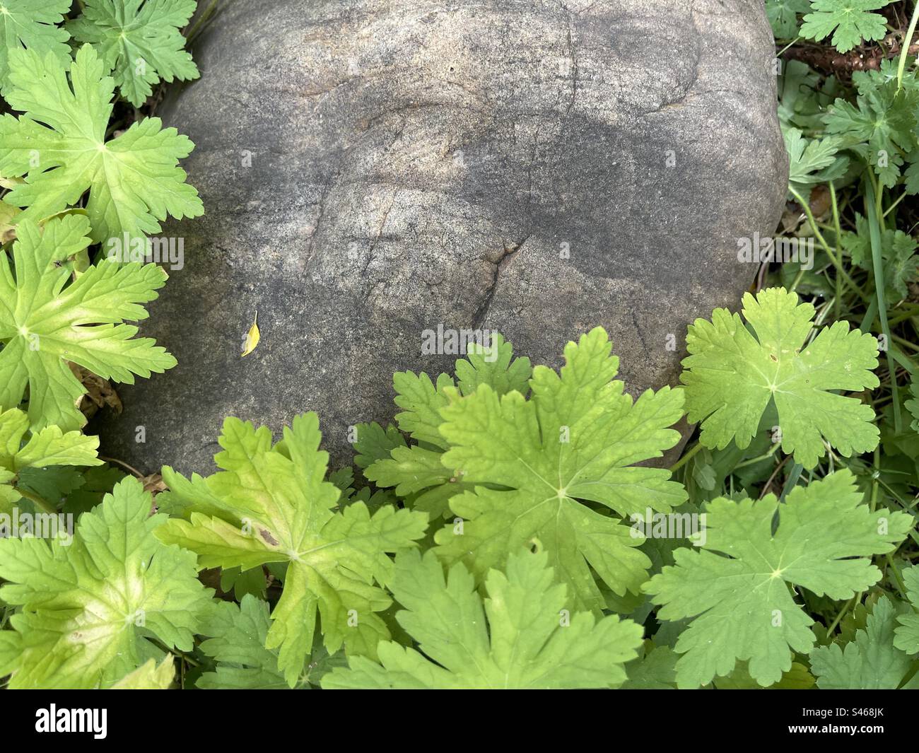 Rock geranium hi-res stock photography and images - Alamy
