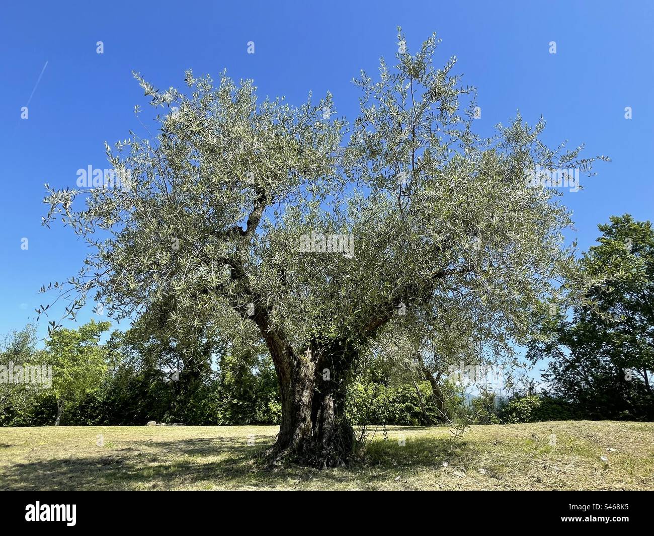 Dusty olive tree hi-res stock photography and images - Alamy