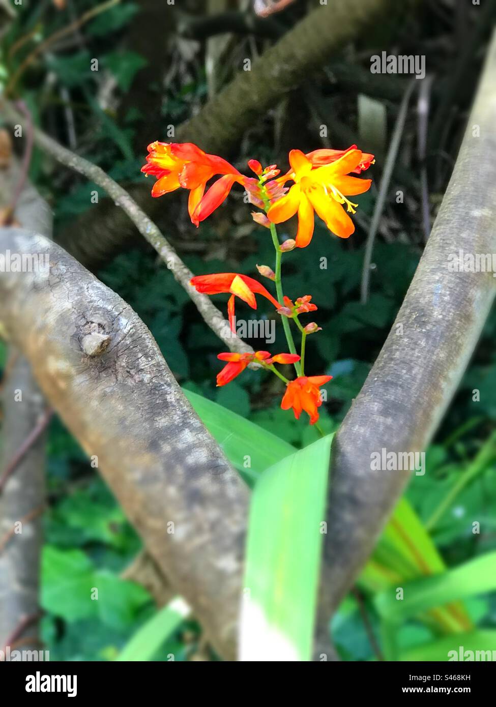 A lone Crocosmia growing behind a V shaped branch framing this ...