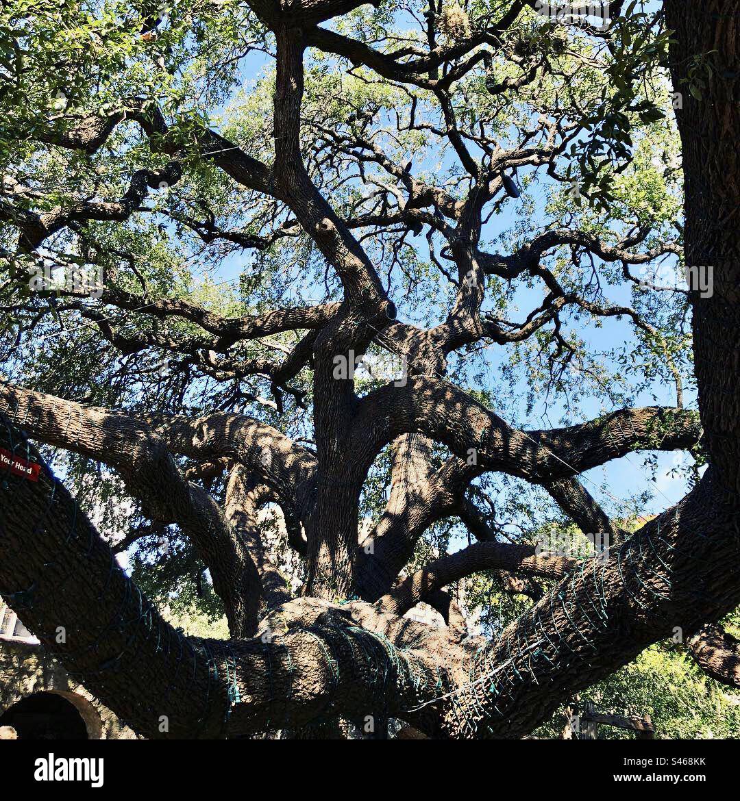 Oak tree shadows hi-res stock photography and images - Alamy