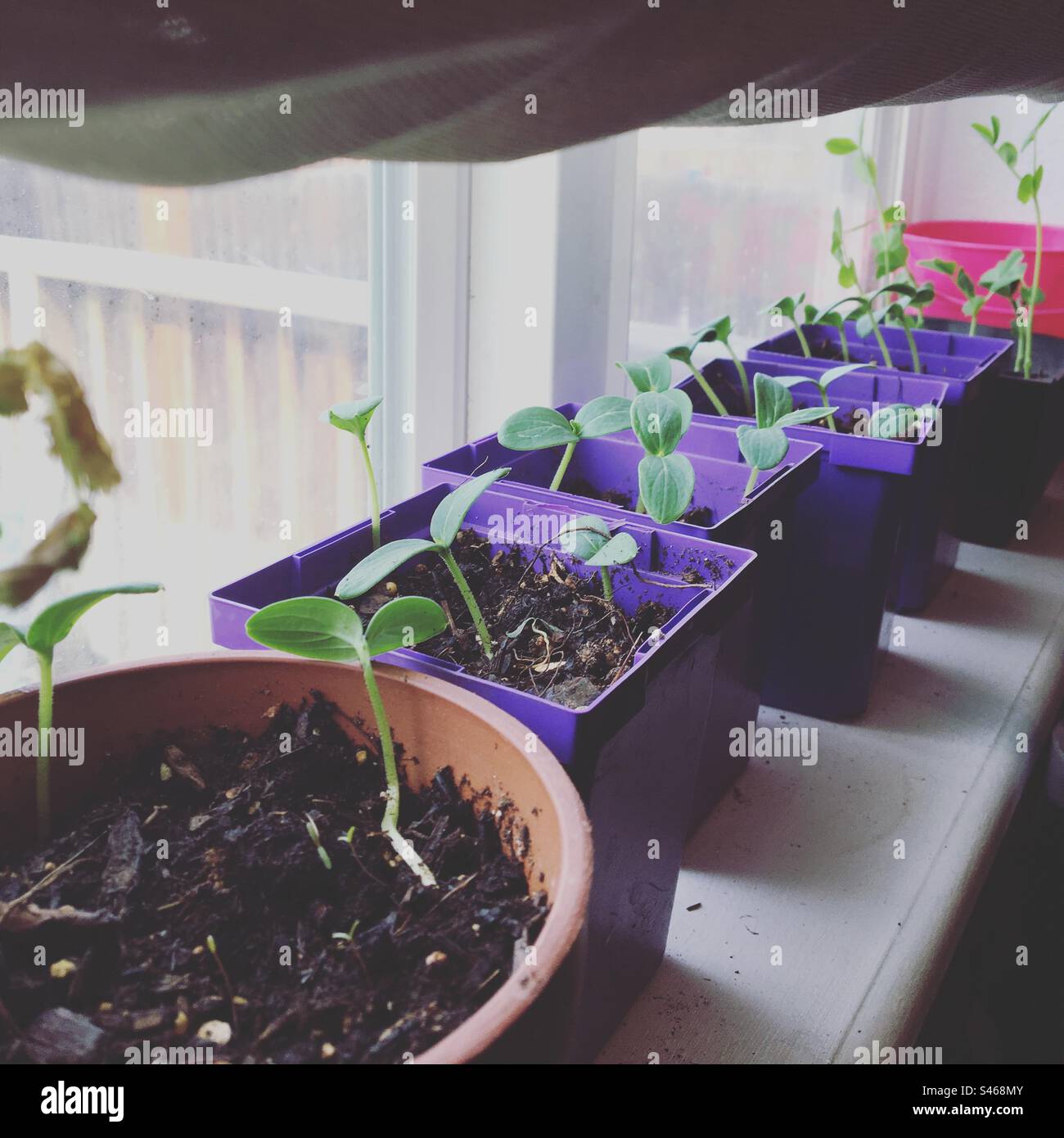 Herbs growing in a window sill Stock Photo - Alamy