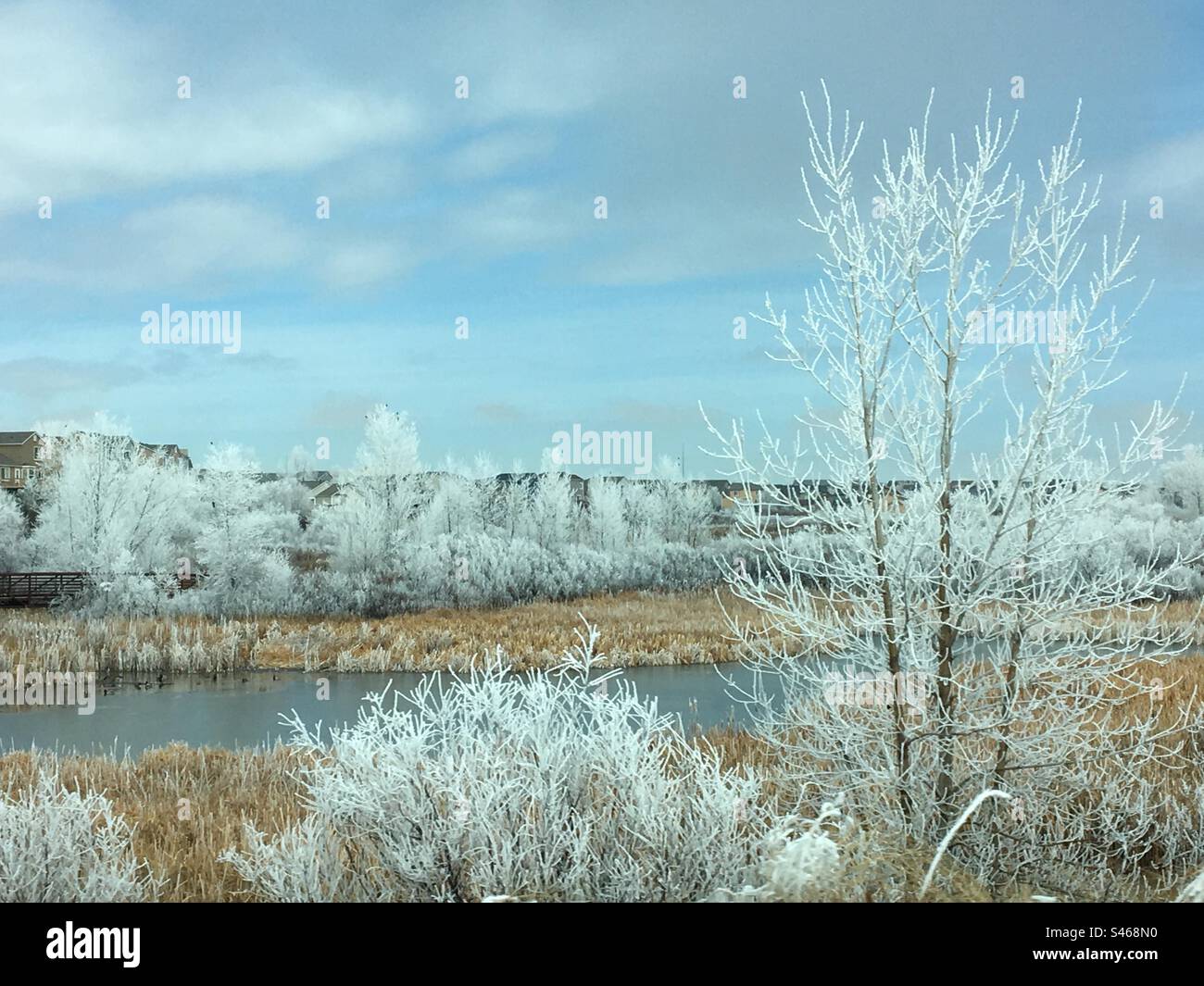 Frosty tree landscape Stock Photo - Alamy