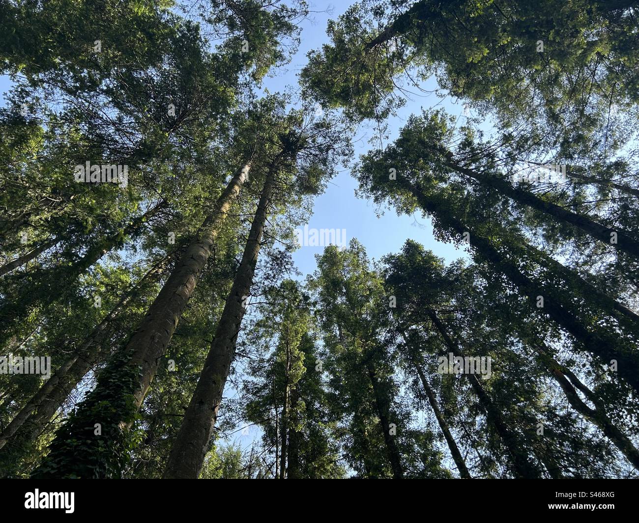 Looking up at tall trees hi-res stock photography and images - Alamy