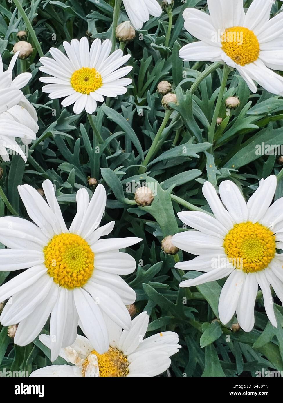 Daisy group hi-res stock photography and images - Alamy