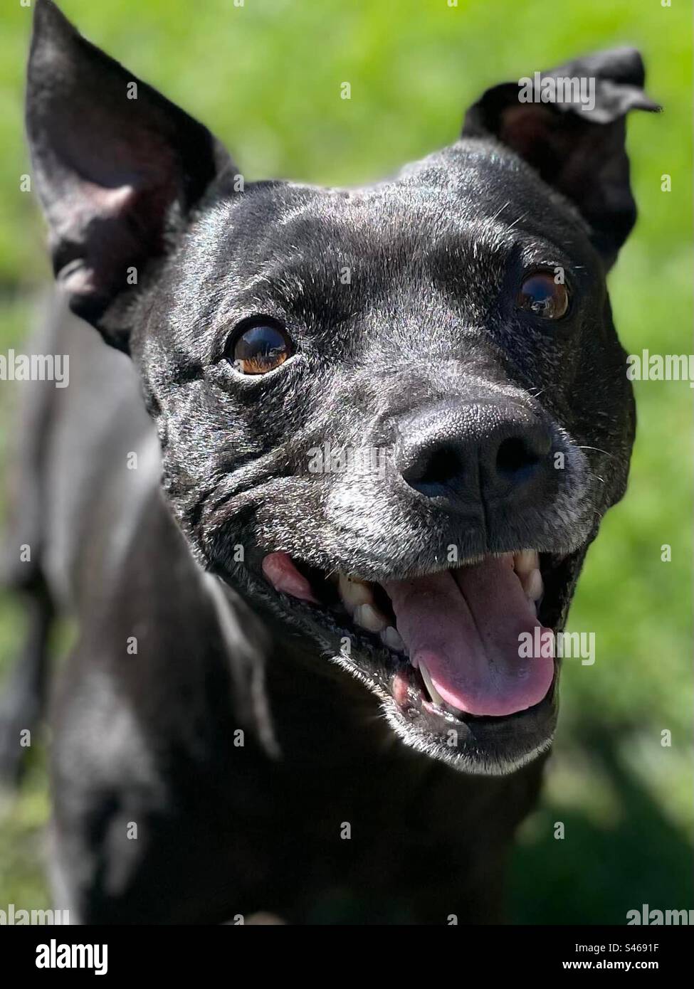 Smiling staffy hi-res stock photography and images - Alamy