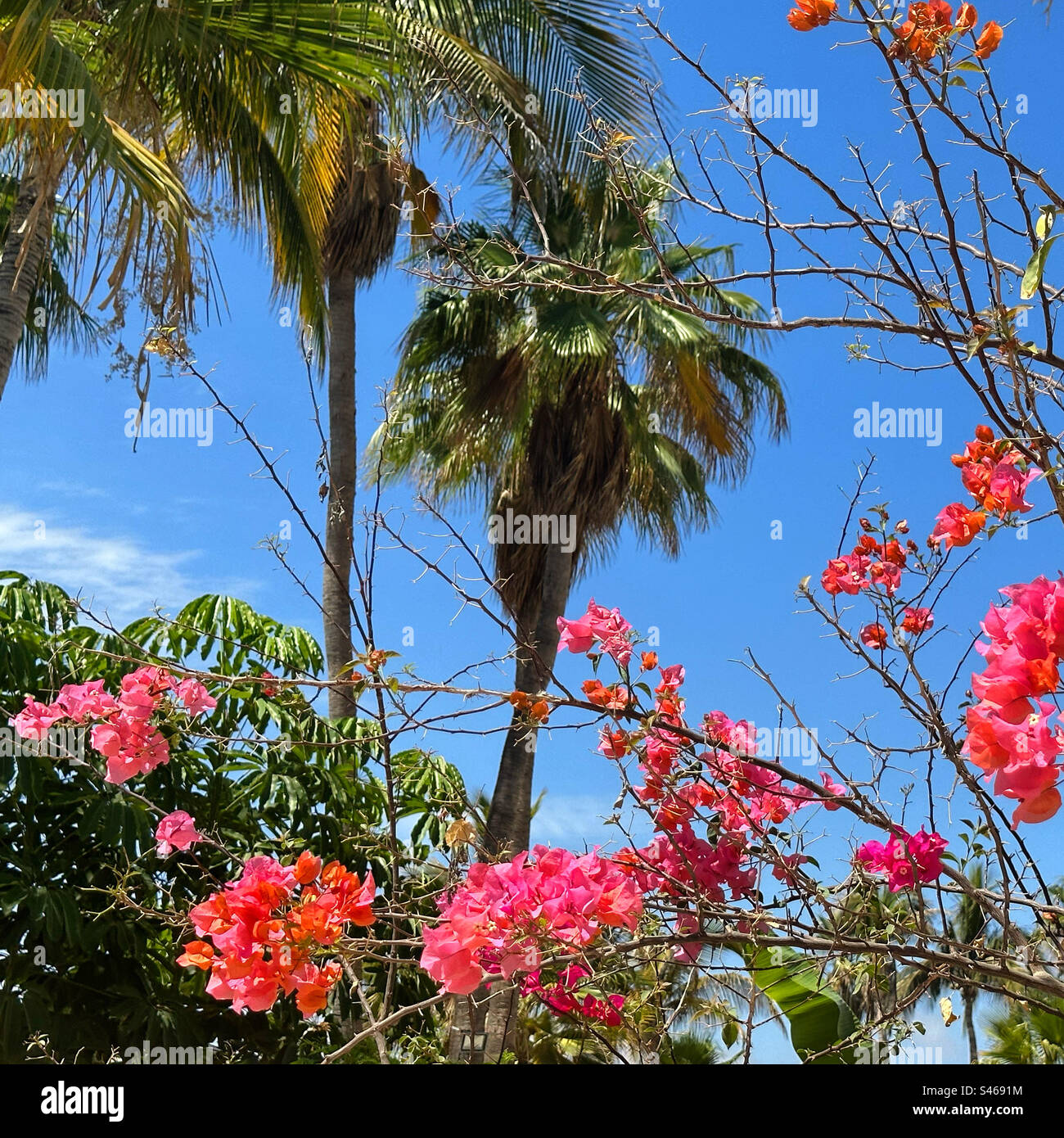 June, 2023, Flowers and palm trees, San Jose del Cabo, Los Cabos, Baja ...