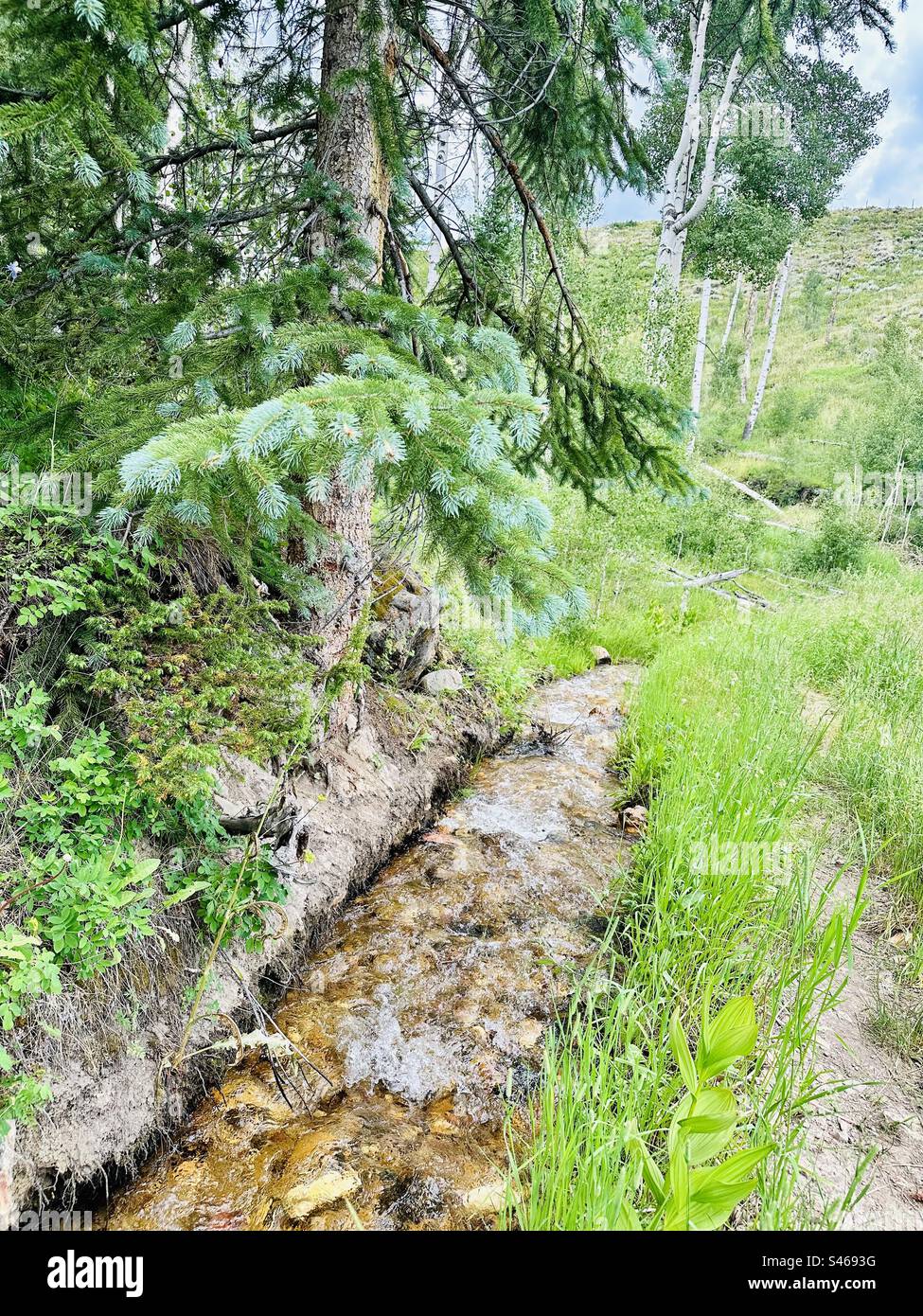 Peaceful river with trees and grass hi-res stock photography and images ...