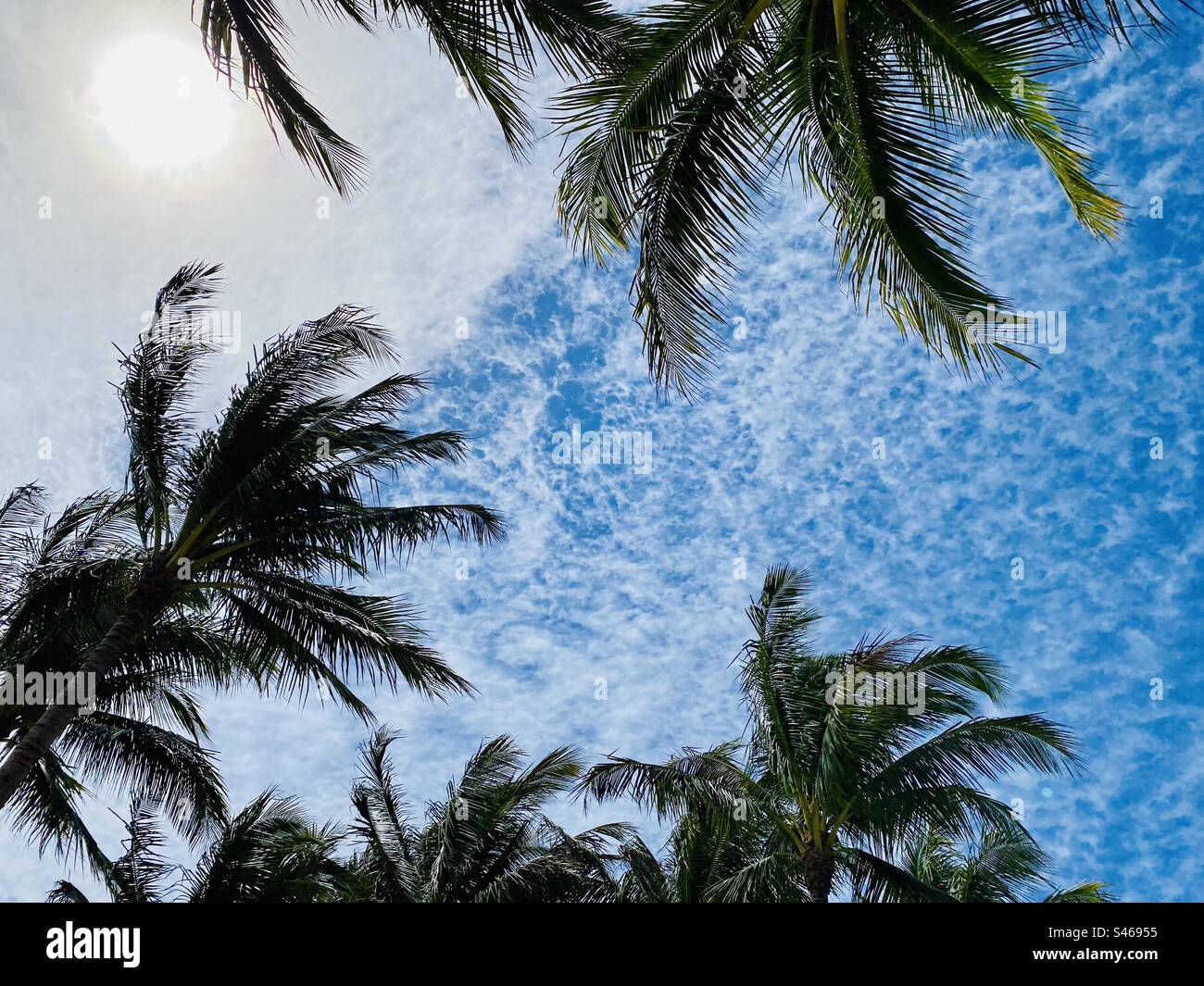 Sun and palm trees hi-res stock photography and images - Alamy