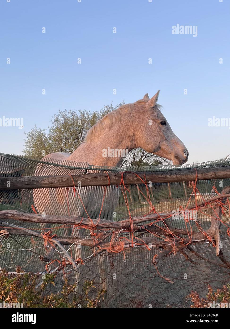 Retired horse hi-res stock photography and images - Alamy