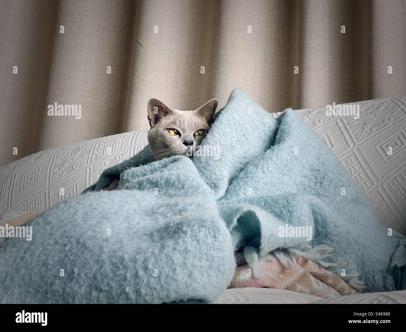 Cat in blanket hi-res stock photography and images - Alamy