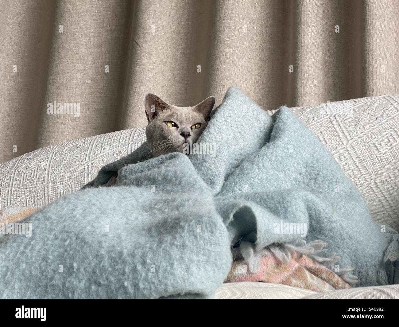 Cat wrapped in blanket hi-res stock photography and images - Alamy